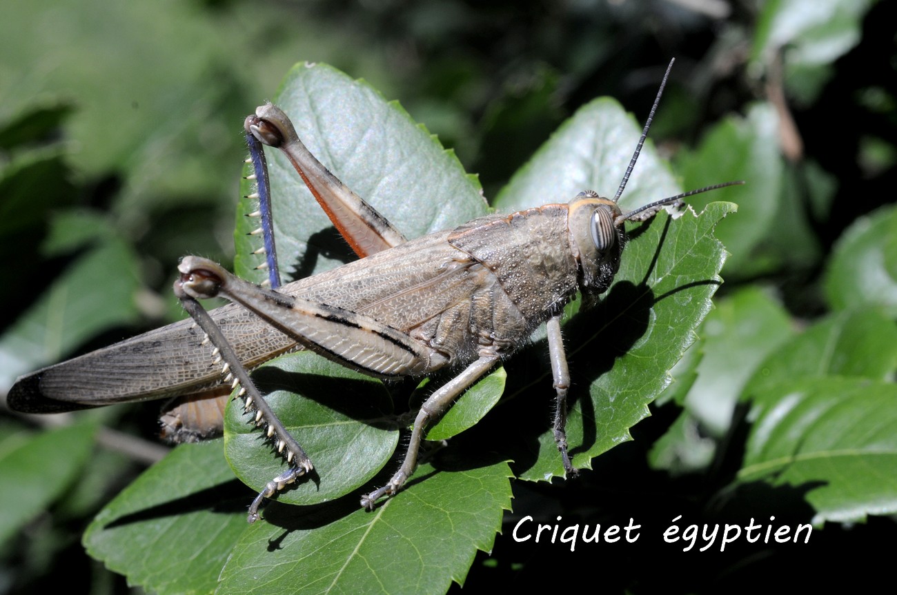 Le Criquet migrateur à la Sainte-Baume - TEMPIER-NATURE